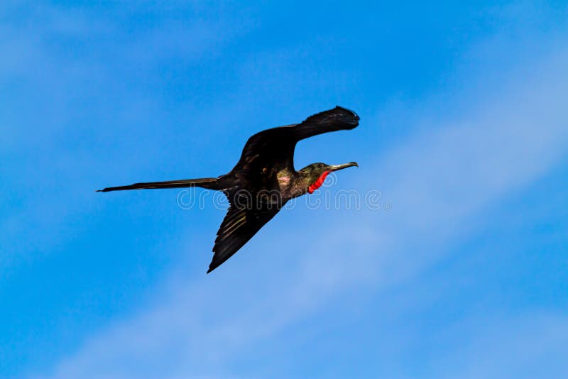 Frigate Bird in Flight stock image. Image of galapagos - 162154039