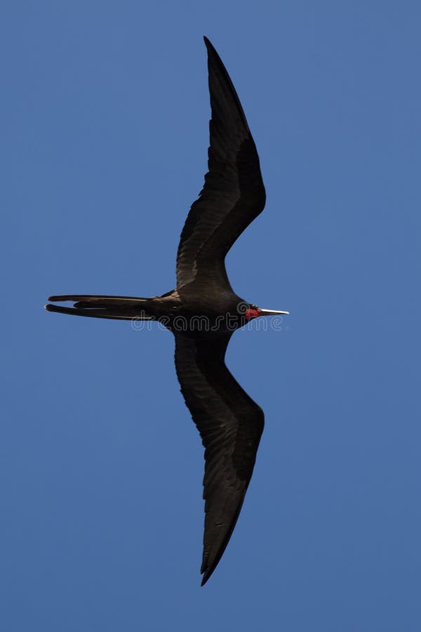 Frigate Bird in Full Flight Stock Photo - Image of flight, flying: 45164260