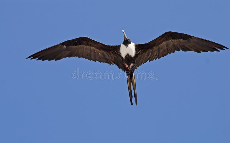 Frigate Bird Gliding with Spread Wings Stock Image - Image of aerial ...