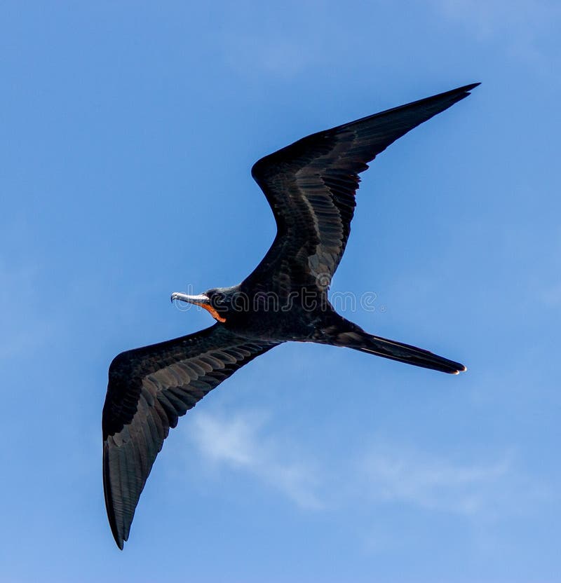 576 Bird Grabbing Stock Photos - Free & Royalty-Free Stock Photos from ...