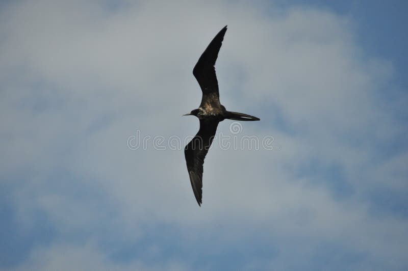 Frigate, a Bird with a Long Tail Floating in the Air Against the Sky ...