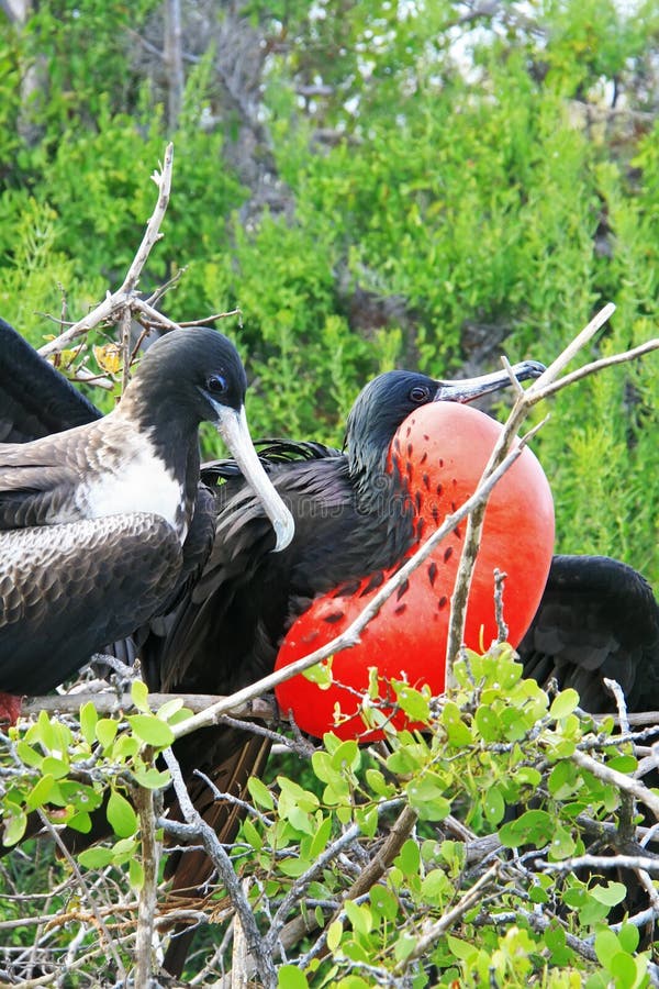 Great Frigatebird, Galapagos Stock Photo - Image of galapagos, inflated ...