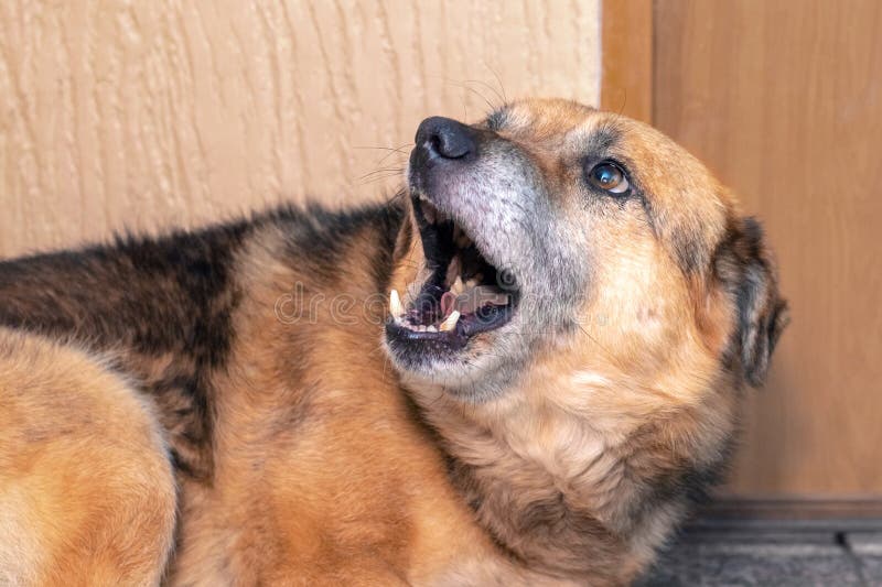 A Frightened Aggressive Dog Barks at Its Opponent Stock Photo - Image ...