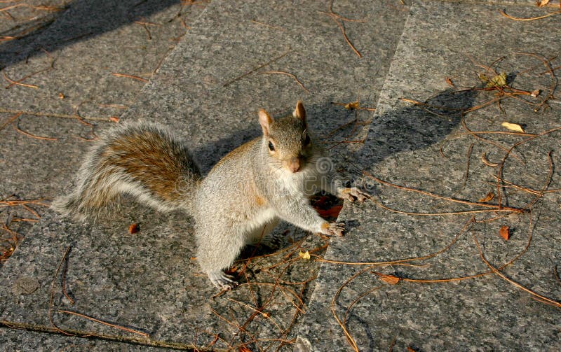 Frightened American Gray Squirrel Stock Photo - Image of animal ...
