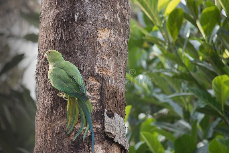 Frightened Bird stock photo. Image of outdoors, holidays - 54352354