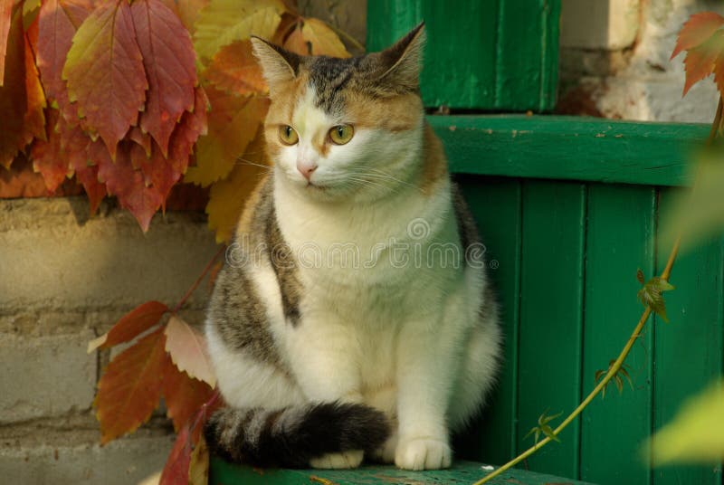 Frightened cat stock image. Image of favorite, autumn - 21824705