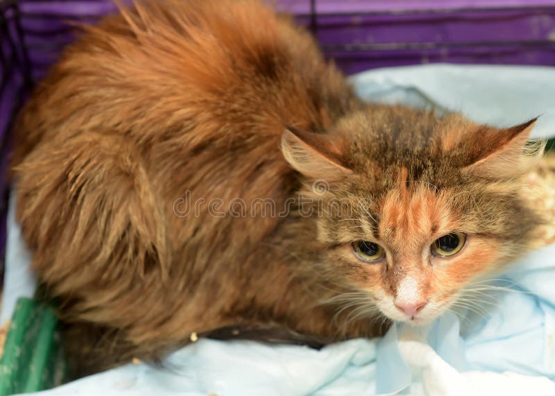 Frightened cat stock image. Image of alone, head, adopt - 84282383