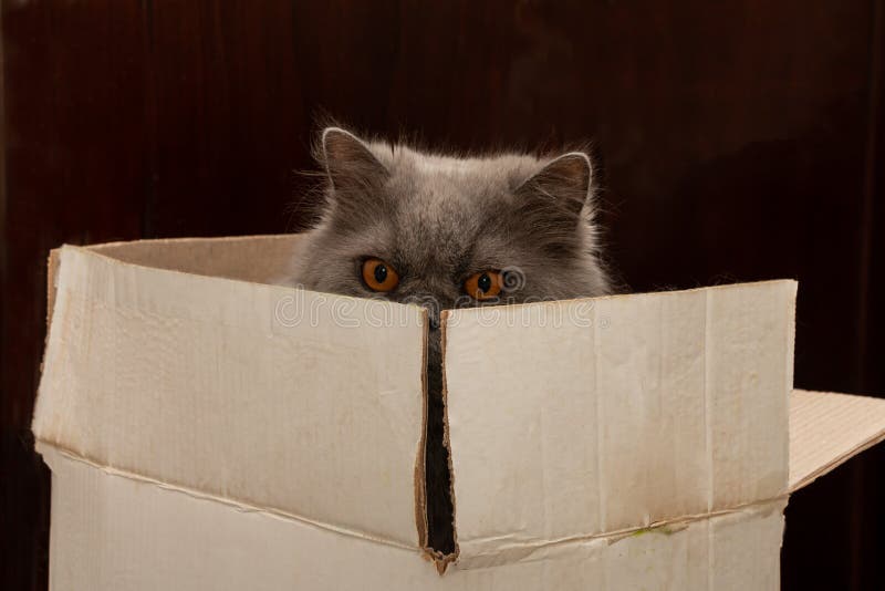 A Frightened Cat Looks Out of a Cardboard Box. Stock Photo - Image of ...