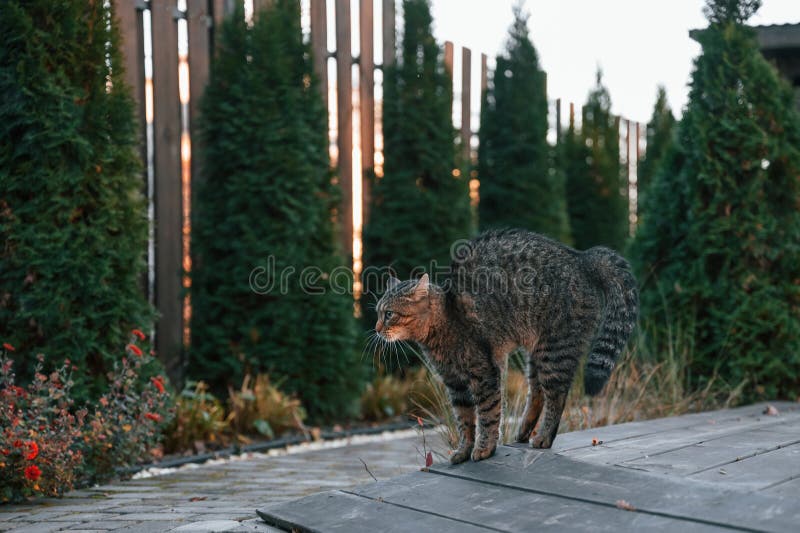 Frightened Cat is Standing Outdoors on the Backyard at Daytime Stock ...