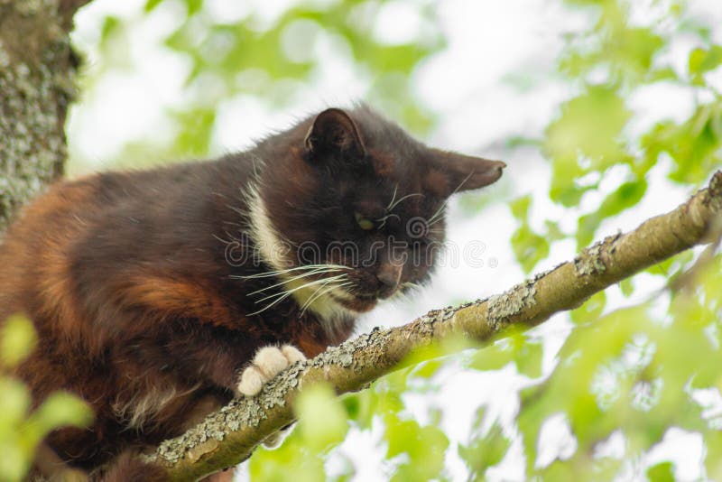 Frightened Cat Stuck in a Tree, Close-up Portrait. Stock Image - Image ...