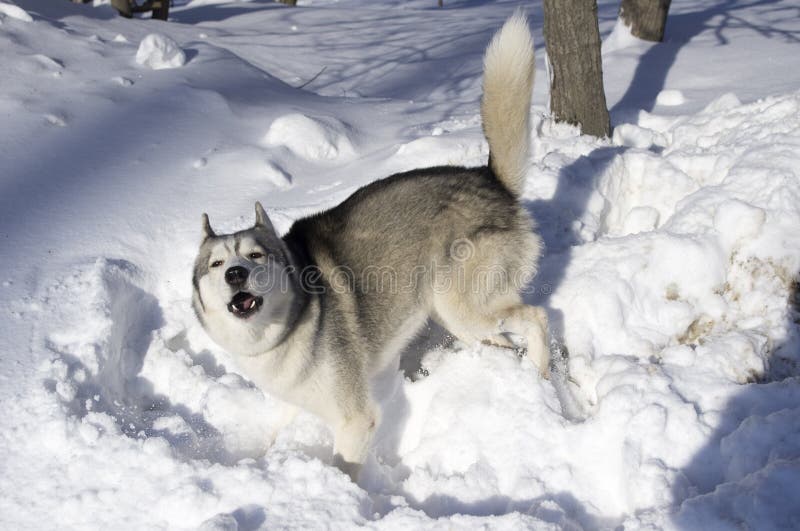 Frightened, defending dog stock photo. Image of pressed - 65895704