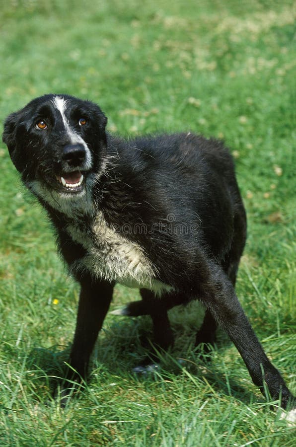 Frightened Dog stock photo. Image of outdoors, pets - 197575100