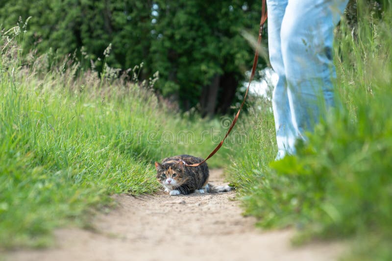 Stressed Domestic Cat on Harness First Time Walking Outdoors, Afraid of ...