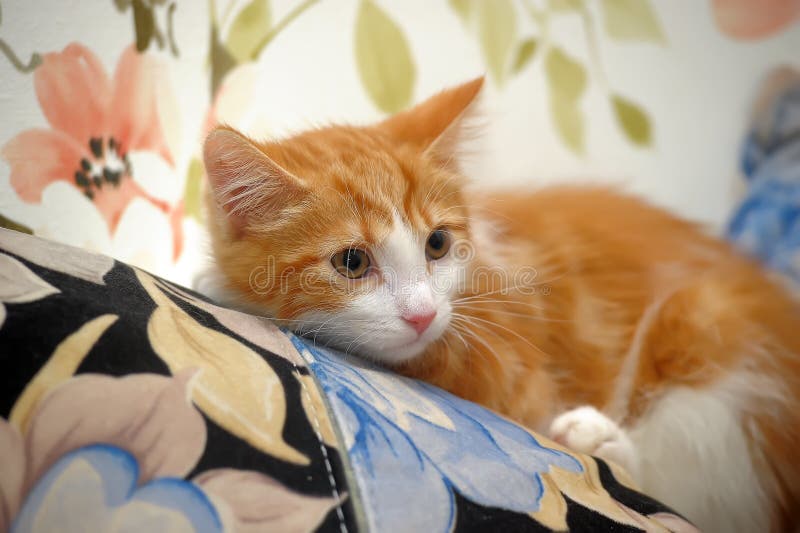 Frightened ginger kitten stock photo. Image of puss, domestic - 42684798