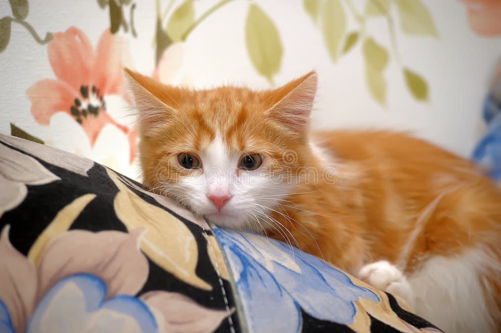 Frightened ginger kitten stock image. Image of funny - 42685061