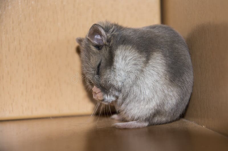 385 Frightened Hamster Stock Photos - Free & Royalty-Free Stock Photos ...