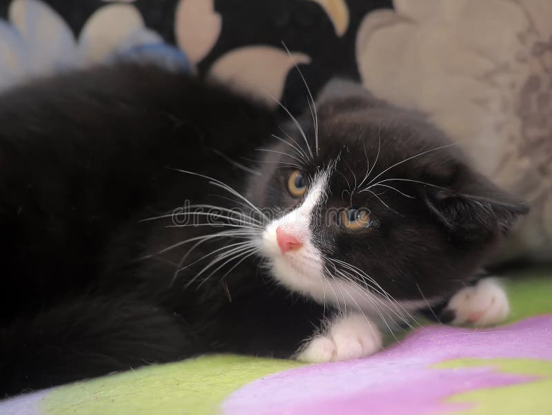 Frightened kitten stock photo. Image of breed, friendship - 42685388