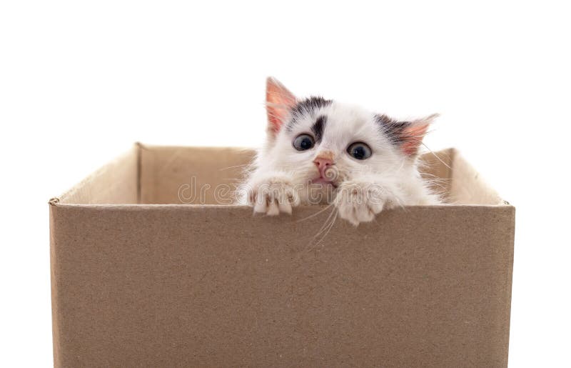 Frightened Kitten in a Box Close Up Stock Photo - Image of smell, love ...