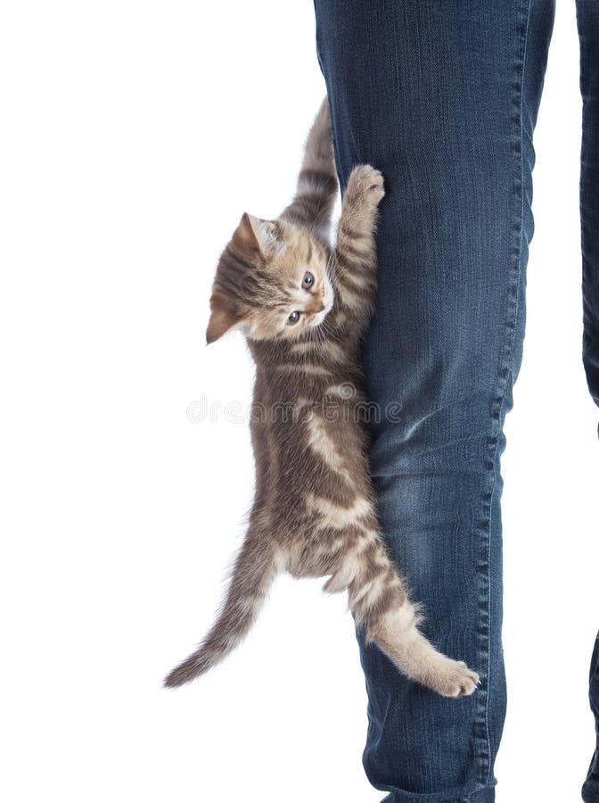 Frightened Kitten Cat Hanging on Human Leg Stock Photo - Image of ...