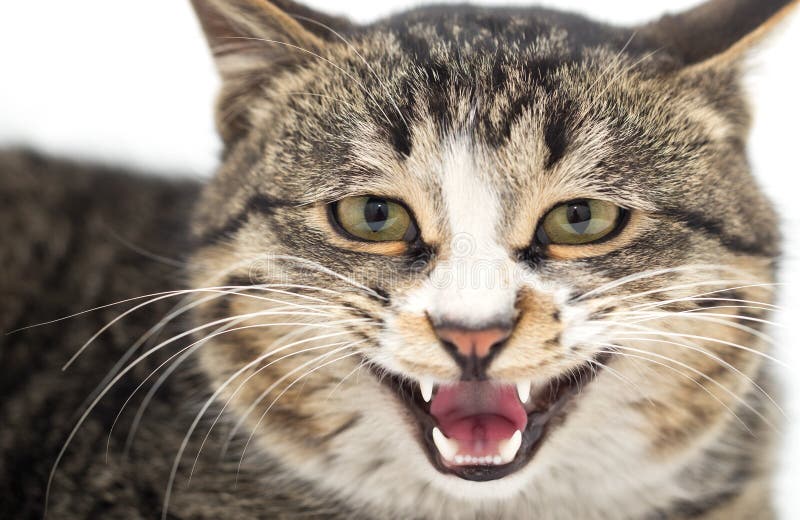 Frightened Kitten Lying in Front. Isolated on White Background Stock ...