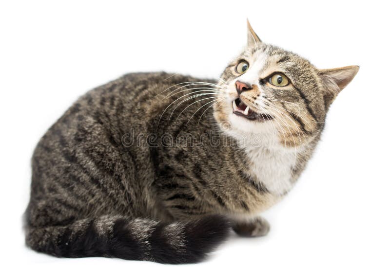 Frightened Kitten Lying in Front. Isolated on White Background Stock ...