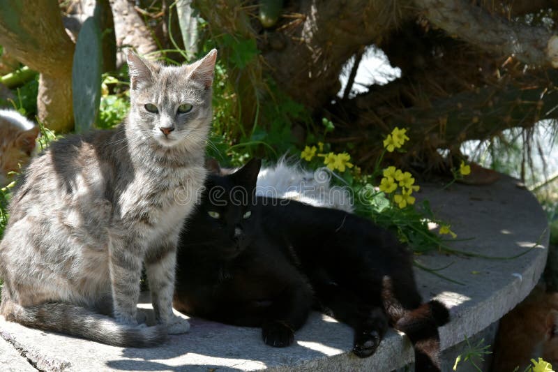 Little stray cats stock photo. Image of look, eyes, behaved - 305634742