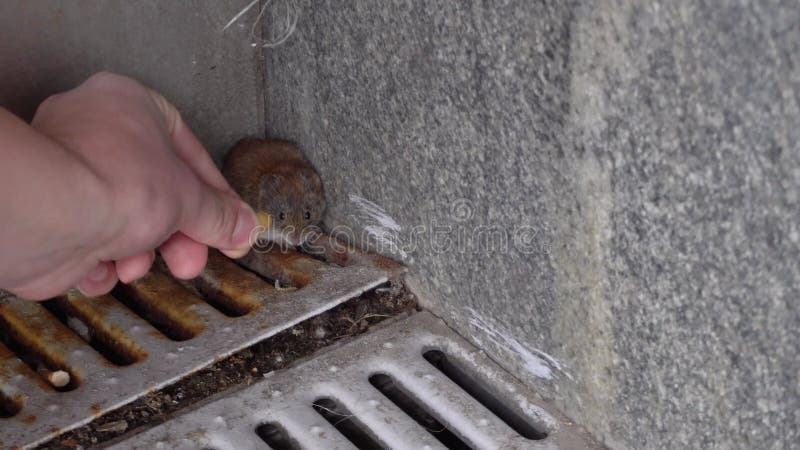 Frightened Mouse is Sitting in the Corner of the Ground Floor of the ...