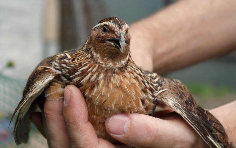 Two quail in human hands stock image. Image of female - 65065247
