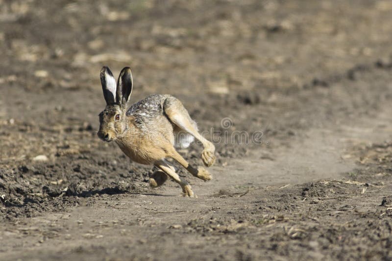 Wild rabbit jumping stock image. Image of jack, cuniculus - 67974401
