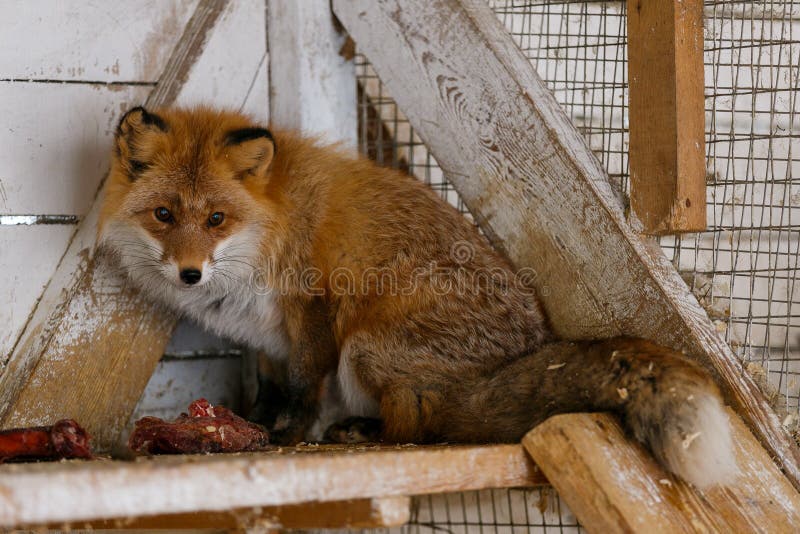 The Frightened Red Fox Clung To the Wall in the Cage. Stock Image ...