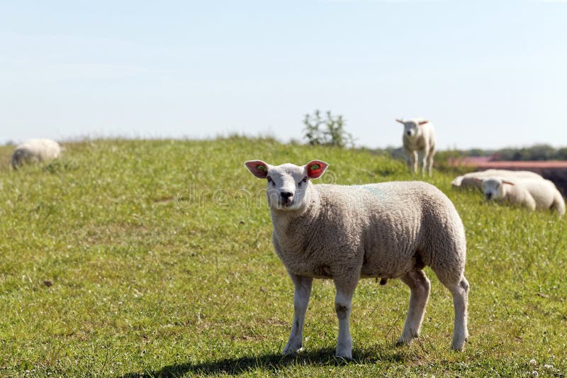 Urinating sheep stock image. Image of excrete, ranch - 36554991