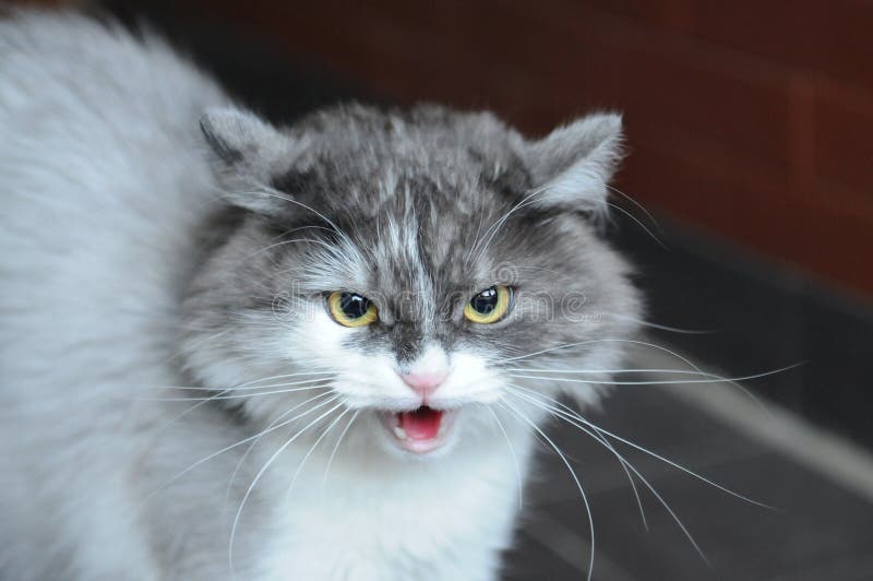 Sizzling Cat Stock Photos - Free & Royalty-Free Stock Photos from ...