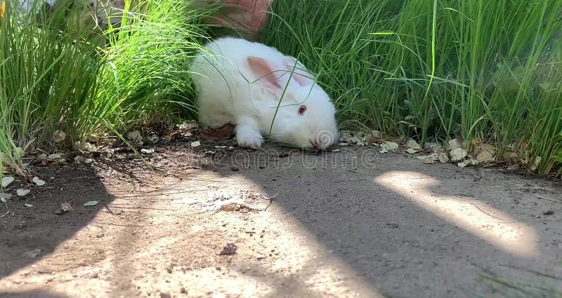 A Frightened White Rabbit in the Green Grass Stock Image - Image of ...