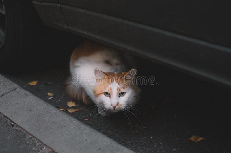 Frightened White-red Cat with Plaintive Look Hides Under Car Stock ...