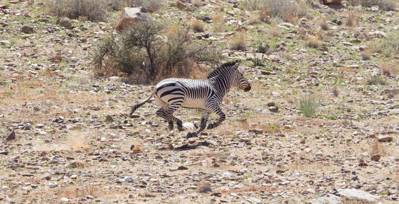 Frightened Zebra S Fleeing from Waterhole Stock Photo - Image of flee ...