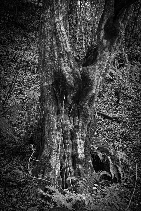 A Frightening Tree in the Forest Stock Image - Image of pattern, nature ...
