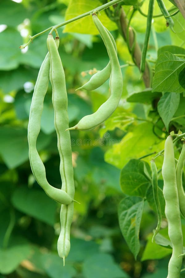 Frijole stock image. Image of leaves, nature, fresh, plants - 42298407
