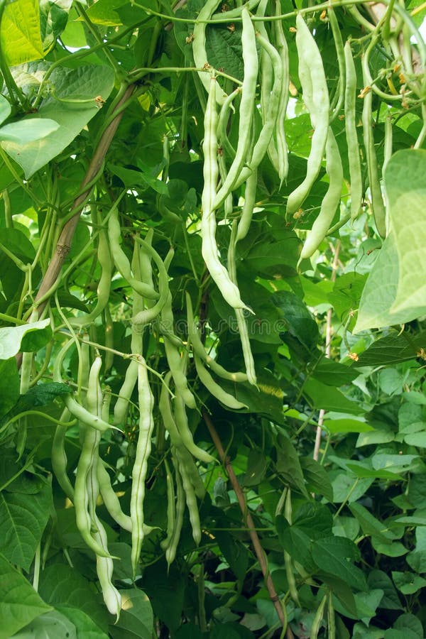 Frijole stock photo. Image of green, eating, greenstuffs - 42298330