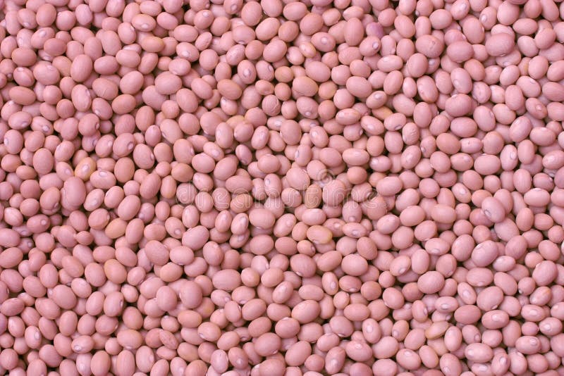 Frijoles rosados imagen de archivo. Imagen de cierre - 11669187