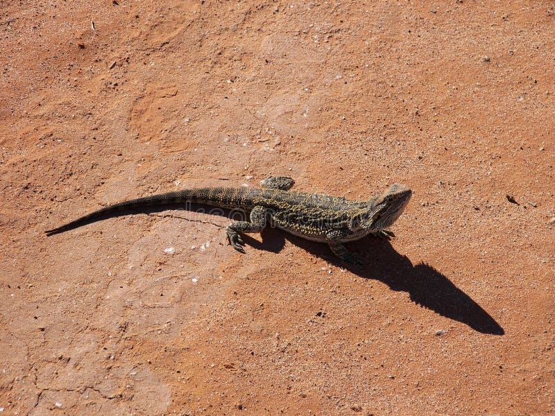 Frill Neck Lizard stock photo. Image of neck, nature, desert - 3629606