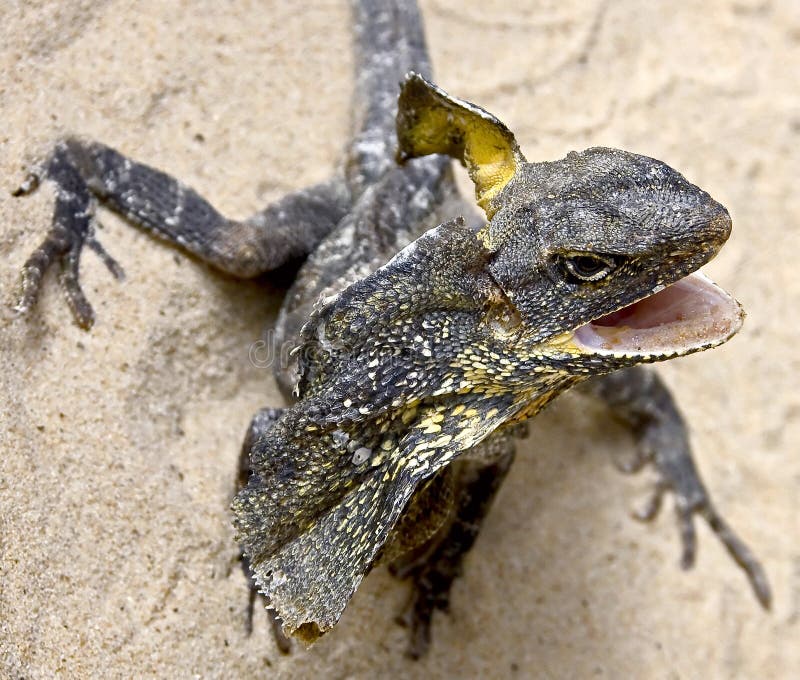 Frill-necked lizard 5 stock photo. Image of claw, environment - 13941496