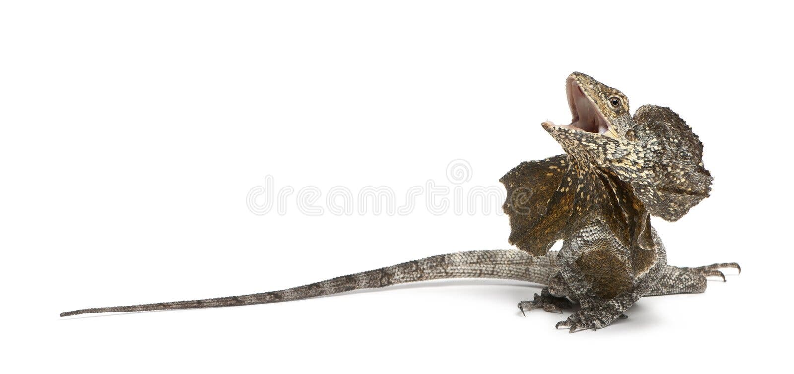 Frill-necked Lizard, Also Known As the Frilled Stock Image - Image of ...
