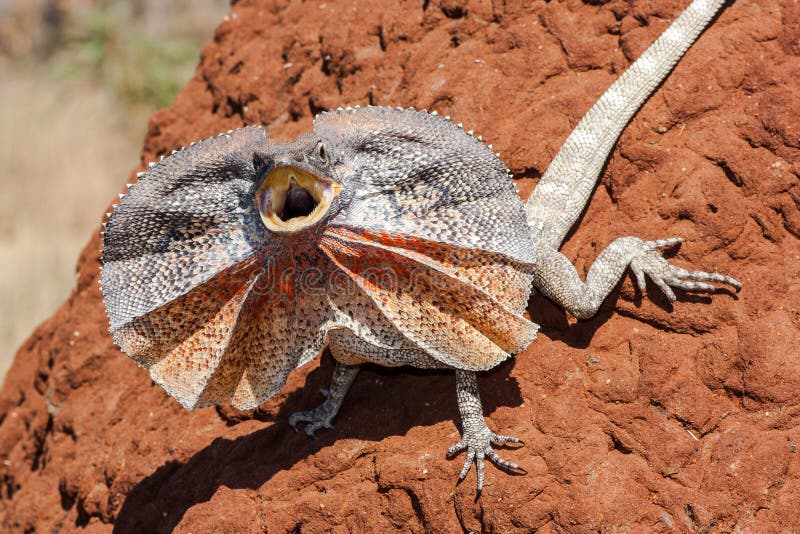 Frill-necked lizard stock image. Image of kingii, australia - 188939569