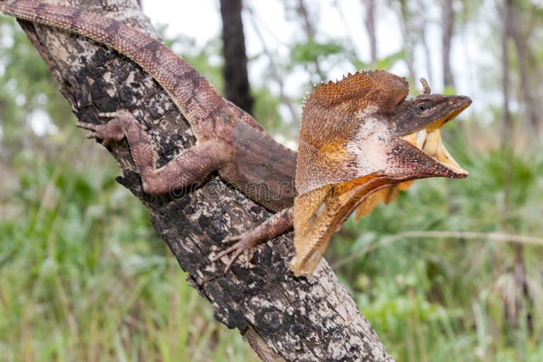 Frill-necked lizard stock image. Image of kingii, australia - 188939569