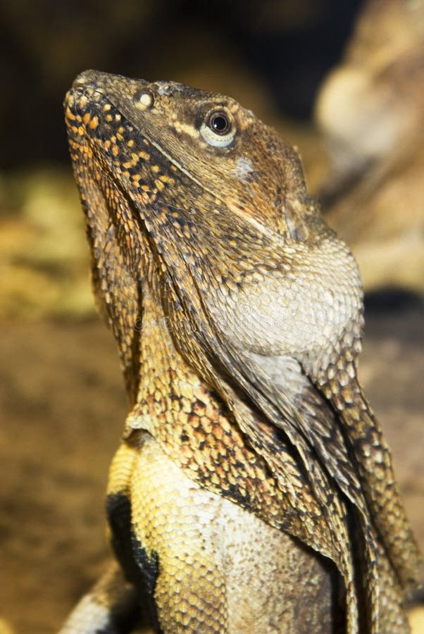 10,266 Lizard Face Stock Photos - Free & Royalty-Free Stock Photos from ...