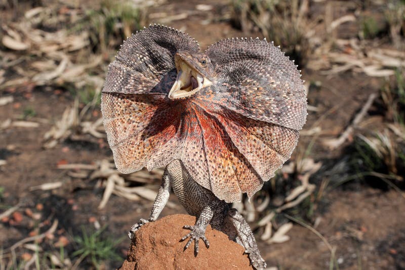 Frilled Lizard stock image. Image of wildlife, dragon - 224582225