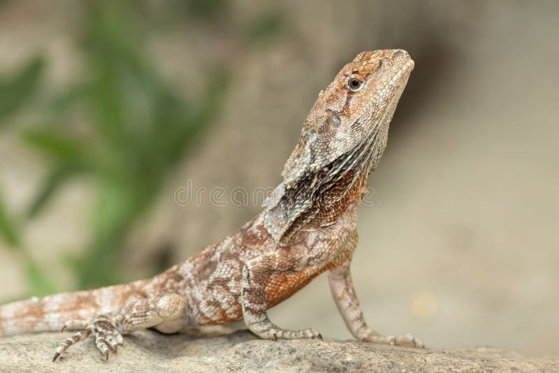 Frilled Dragon stock photo. Image of frilled, defense - 159298624