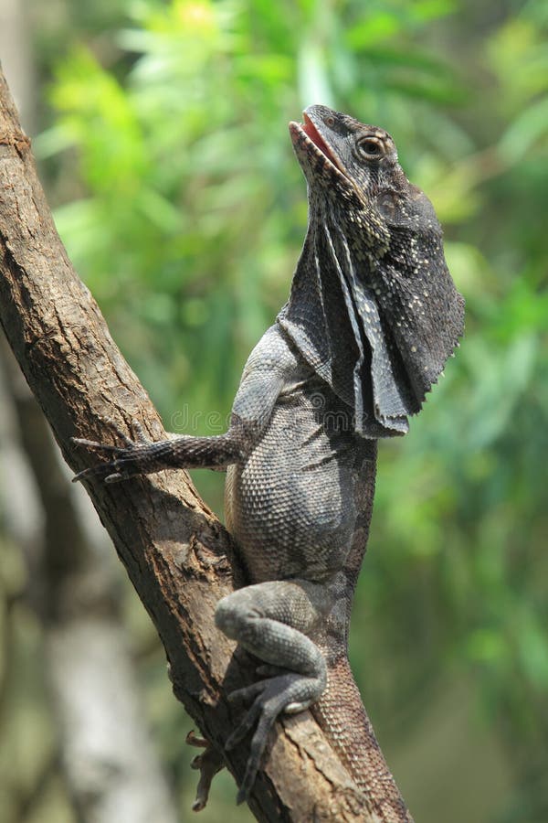 Frill-necked Lizard (Chlamydosaurus Kingii) Stock Photo - Image of ...