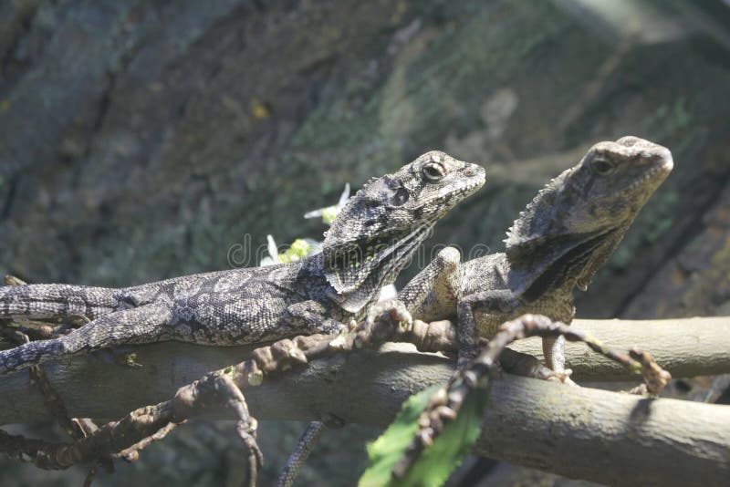 Frilled lizard stock photo. Image of sitting, lizard - 100058782