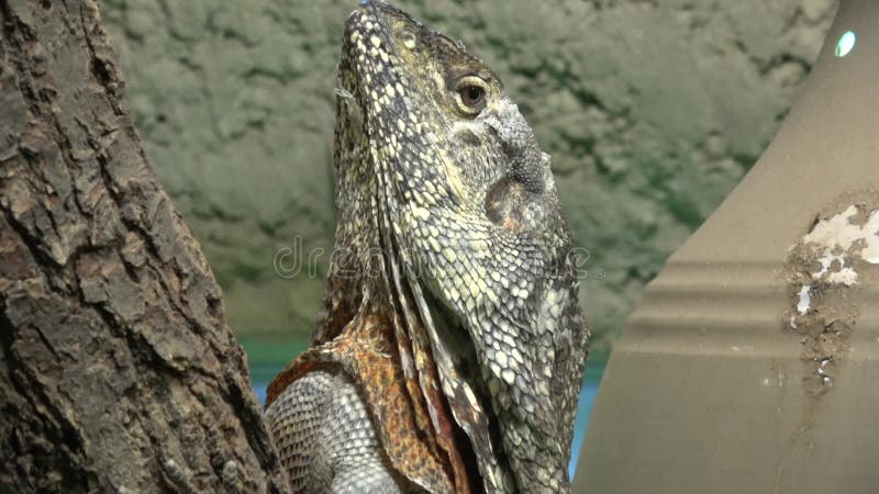 Chlamydosaurus, Frilled Neck Lizard on a Tree - Chlamydosaurus Kingii ...